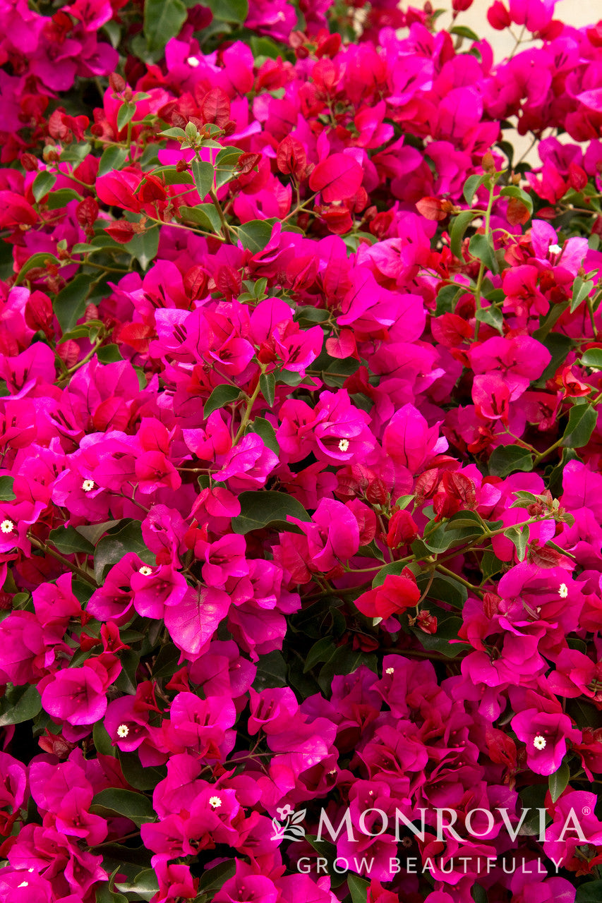Oo-La-La® Bougainvillea - Monrovia – Armstrong Garden Centers