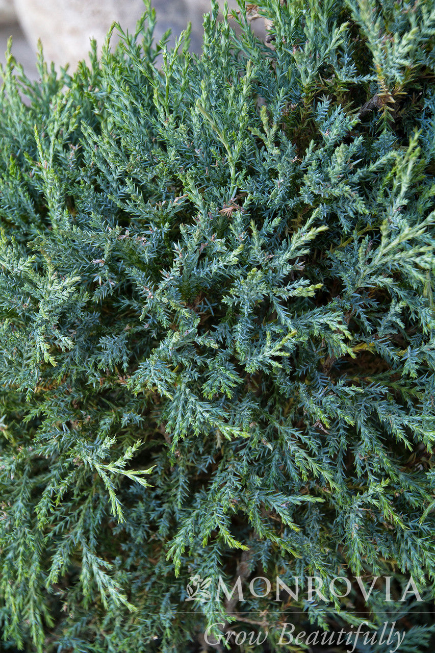 juniper shrubs