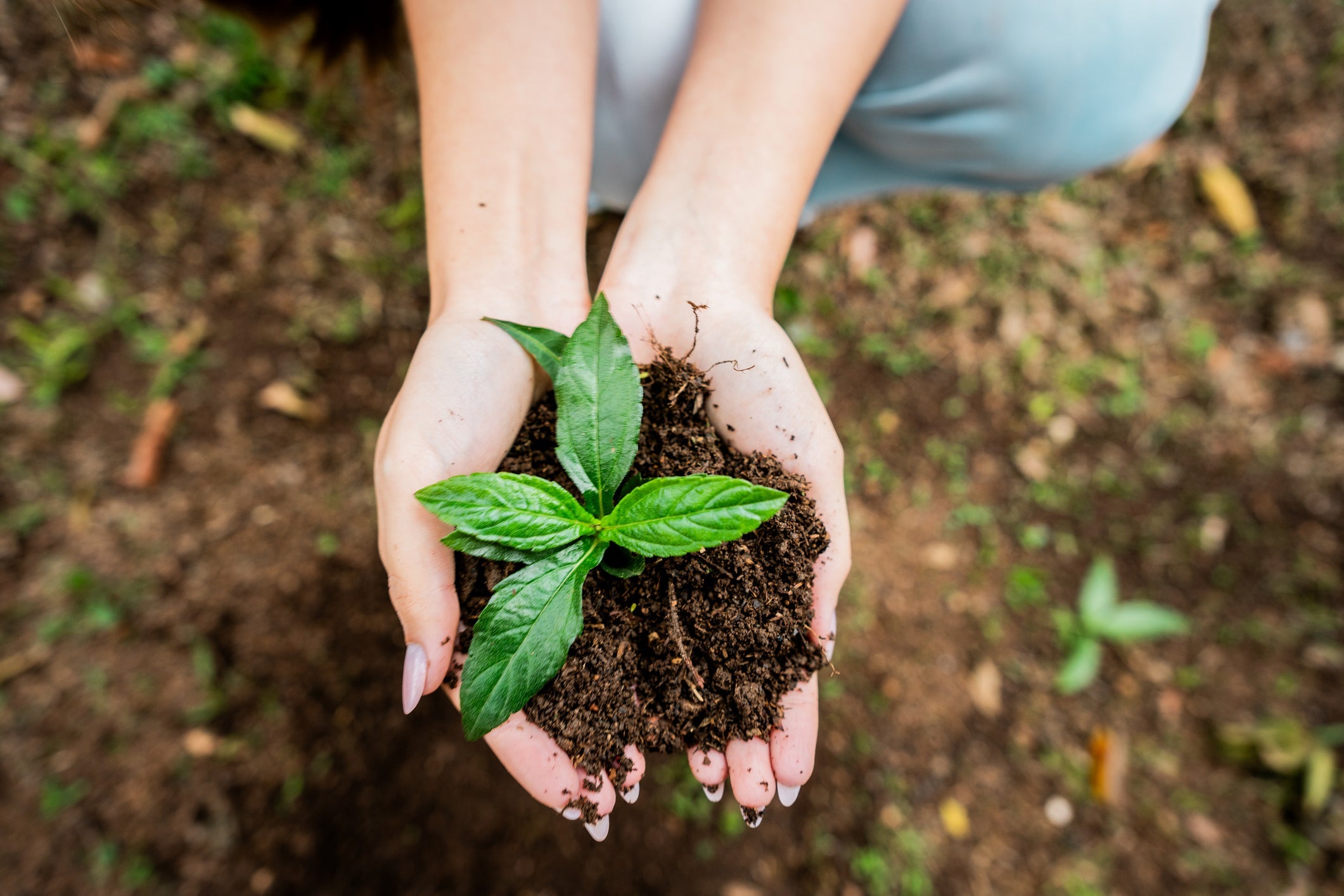 Potting & Specialty Soils – Armstrong Garden Centers