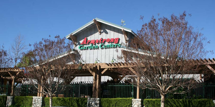 Little Ollie® Dwarf Olive - Monrovia – Armstrong Garden Centers