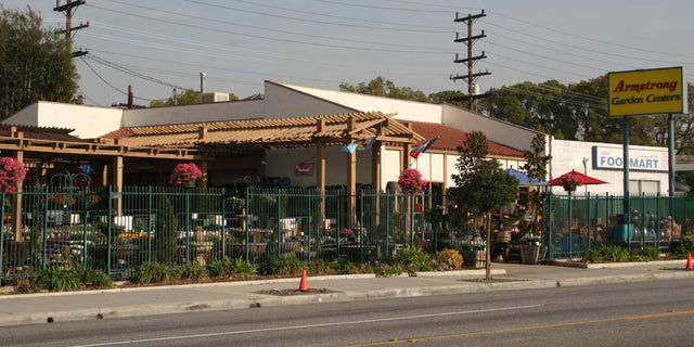 Little Ragu® Sweet Bay - Monrovia – Armstrong Garden Centers