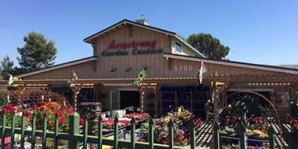 Little Ragu® Sweet Bay - Monrovia – Armstrong Garden Centers