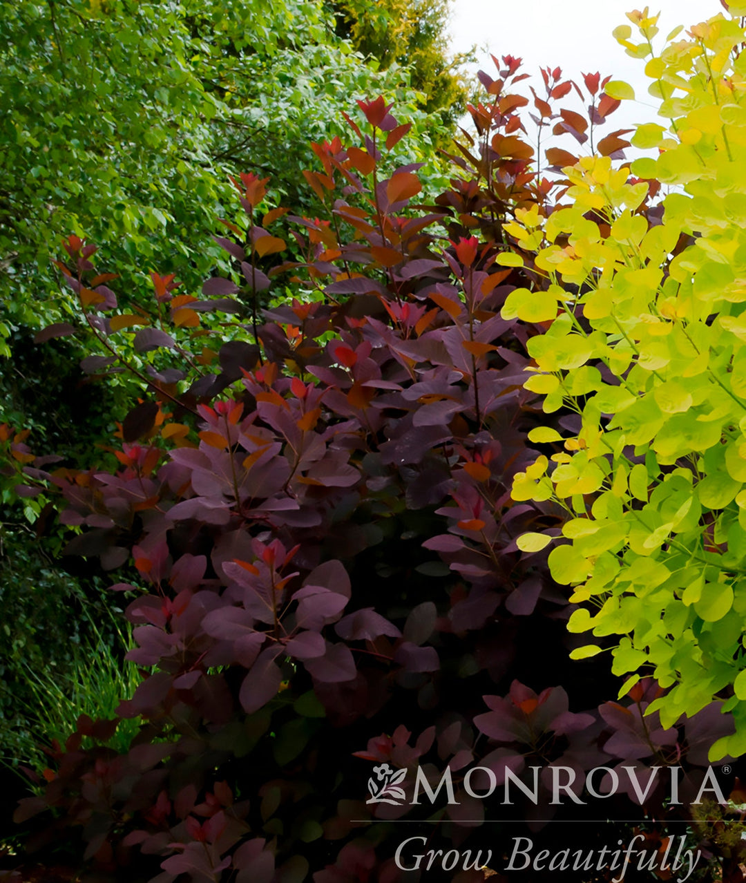 Cotinus x 'Grace' – Armstrong Garden Centers