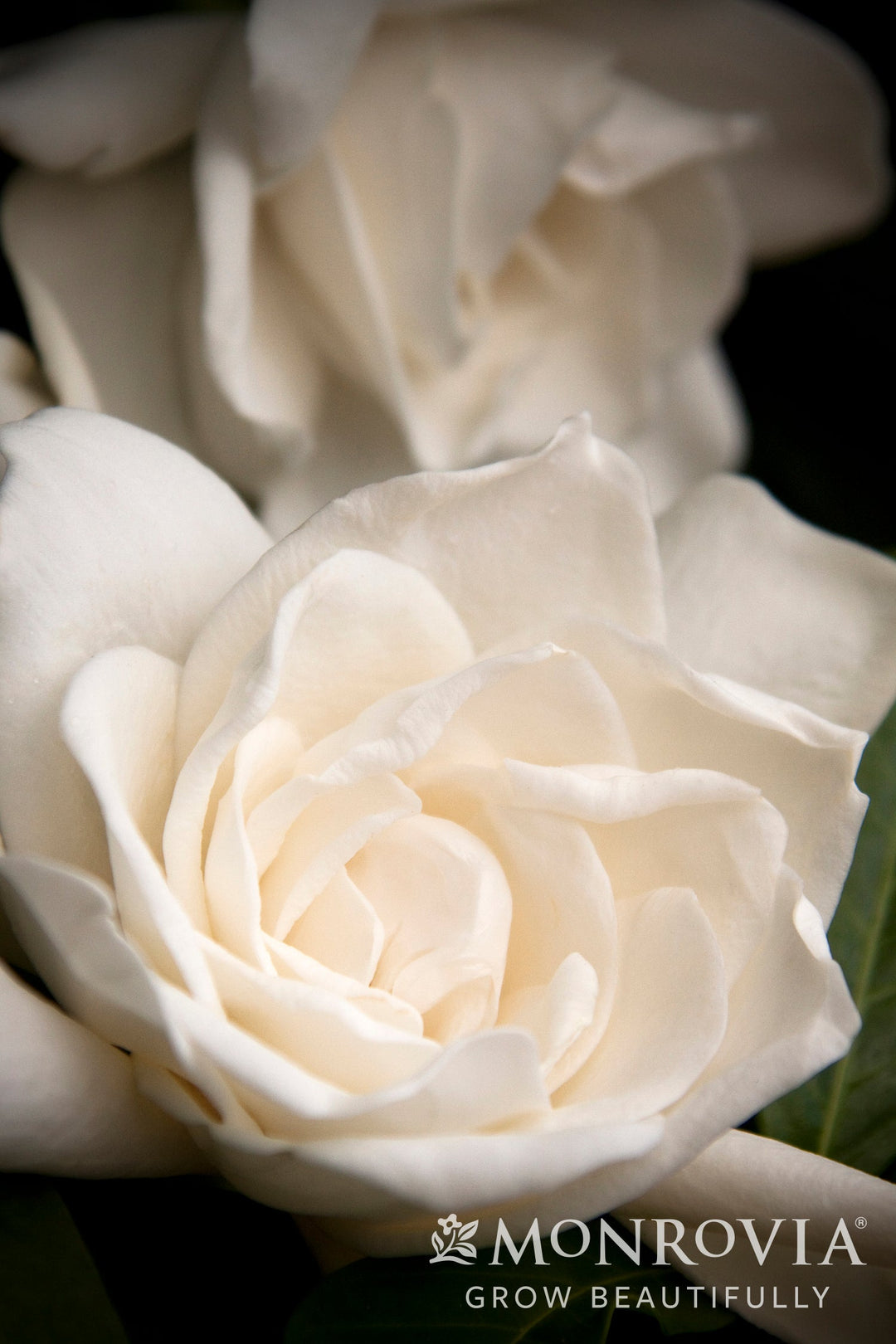Gardenia jasminoides 'Veitchii' (Grafted onto G. thunbergia ...