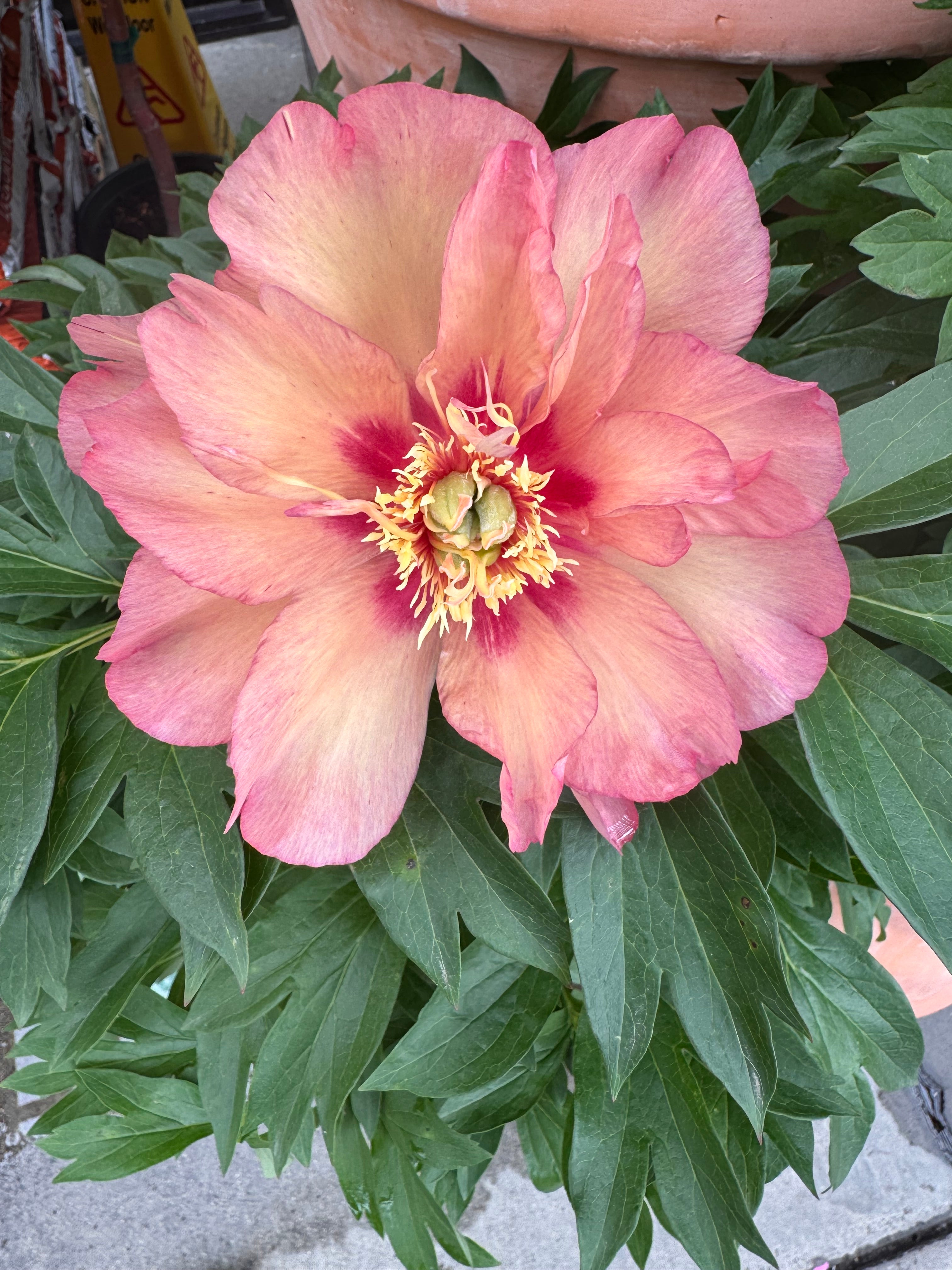 Paeonia Itoh Garden Candy Simply Scrumptious - Monrovia – Armstrong ...