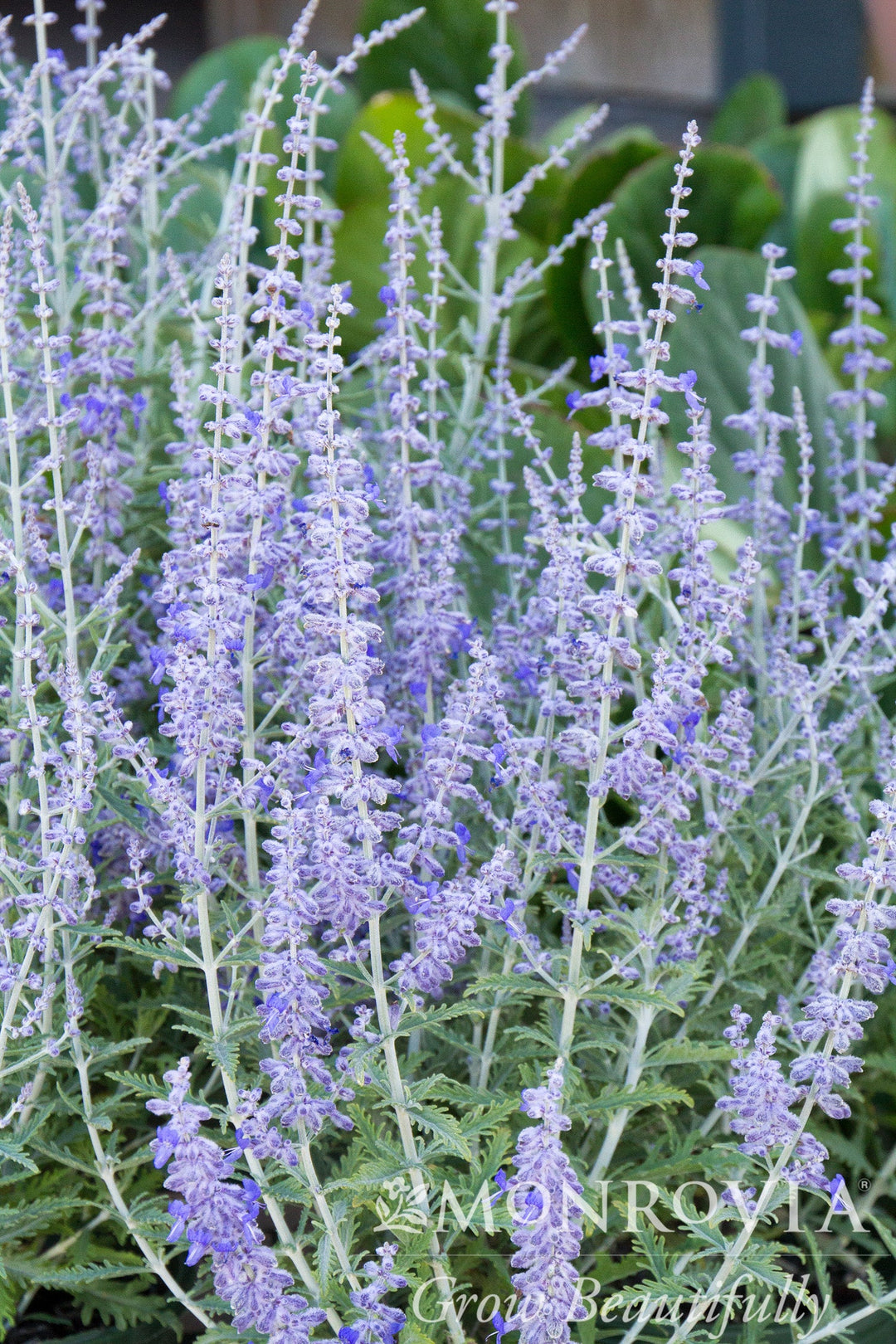 Perovskia atriplicifolia 'Lisslitt' PP #20,845 – Armstrong Garden Centers