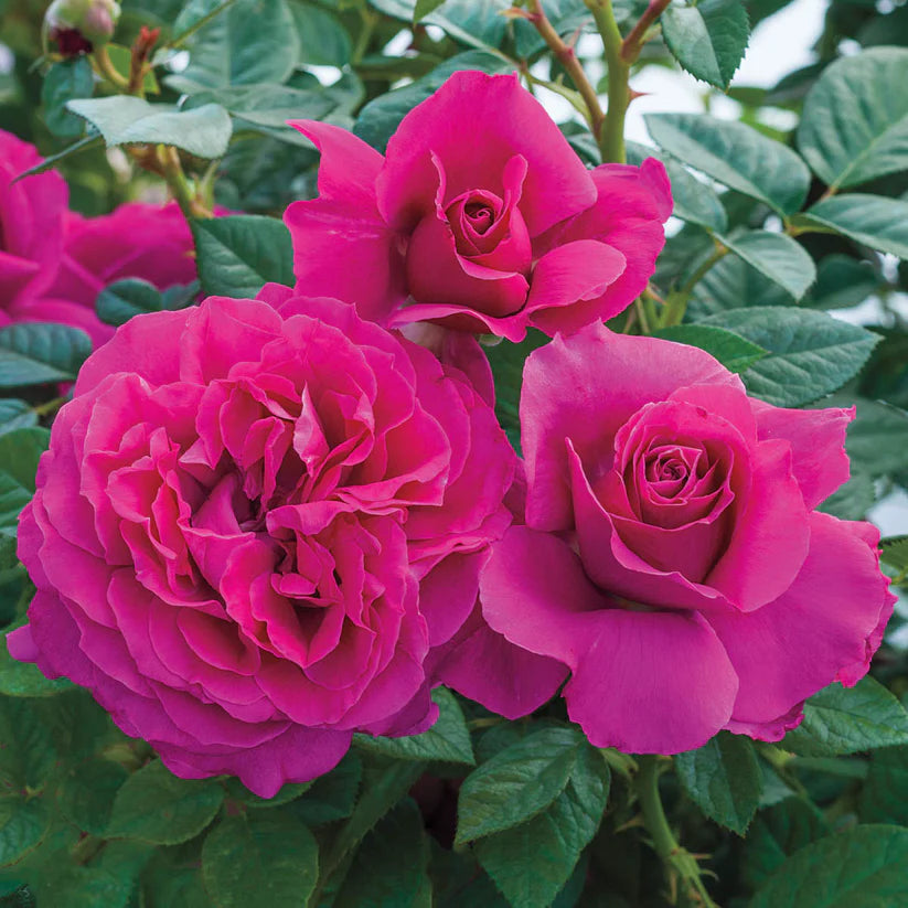 Pretty Lady Rose – Armstrong Garden Centers