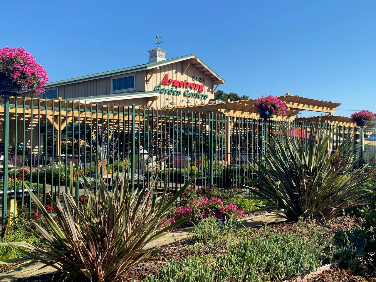 Little Ragu® Sweet Bay - Monrovia – Armstrong Garden Centers