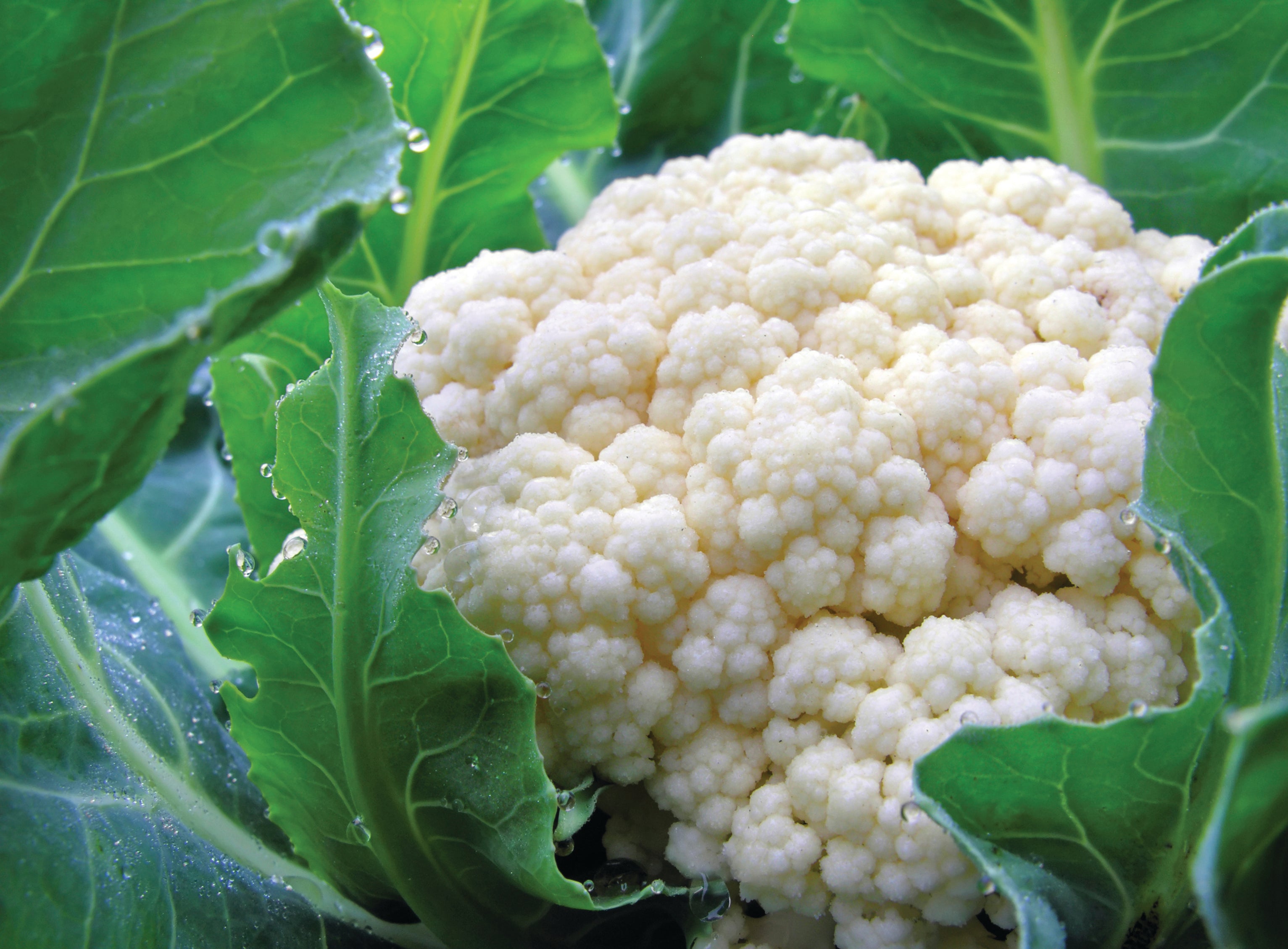 Early Snowball Cauliflower – Armstrong Garden Centers