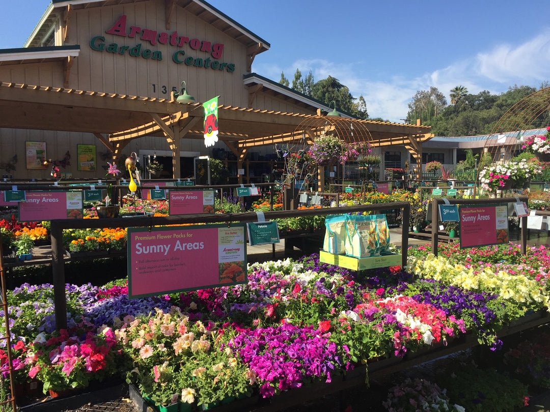 Little Ragu® Sweet Bay - Monrovia – Armstrong Garden Centers