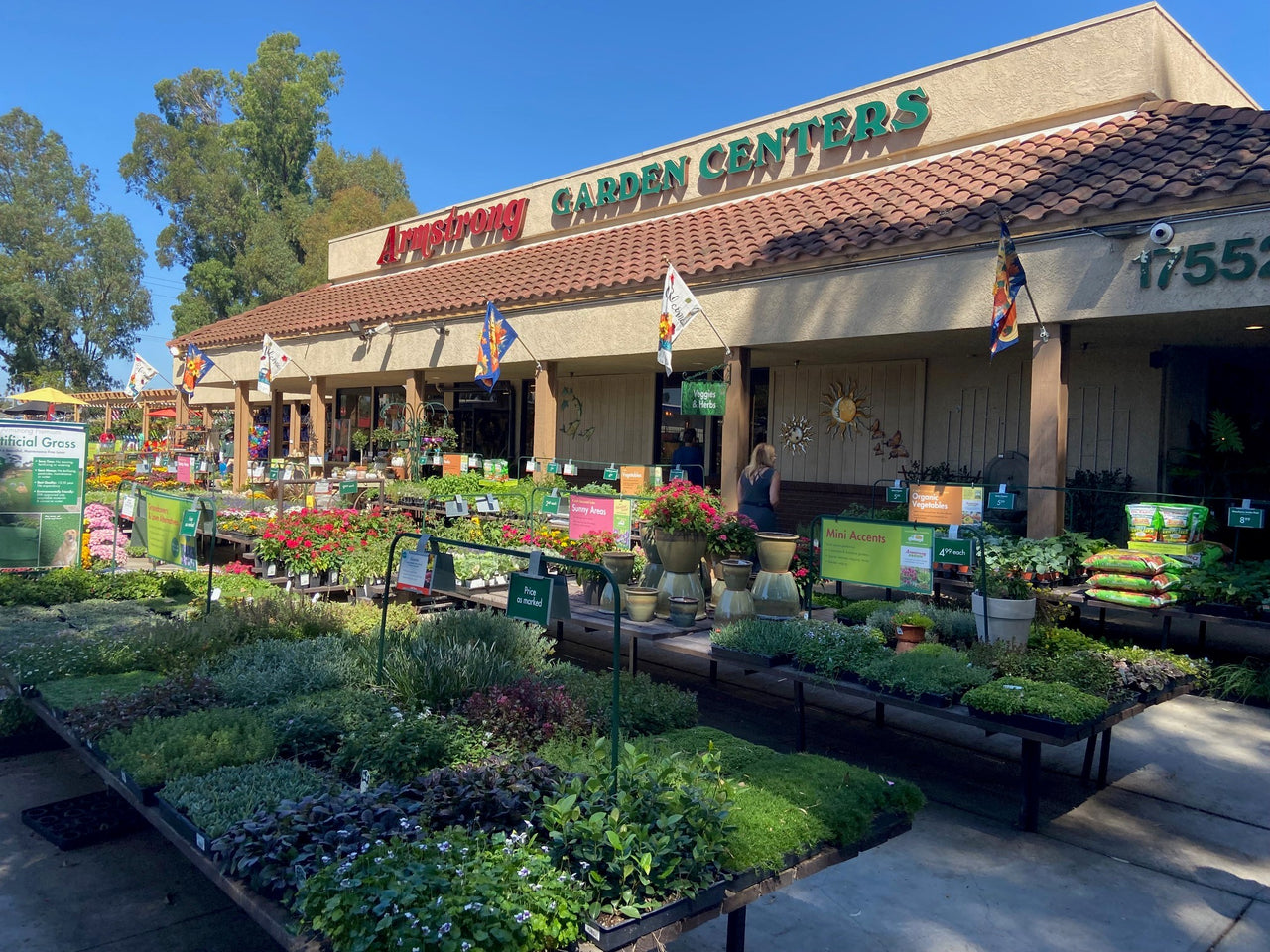 Wilson Fruitless Olive – Armstrong Garden Centers