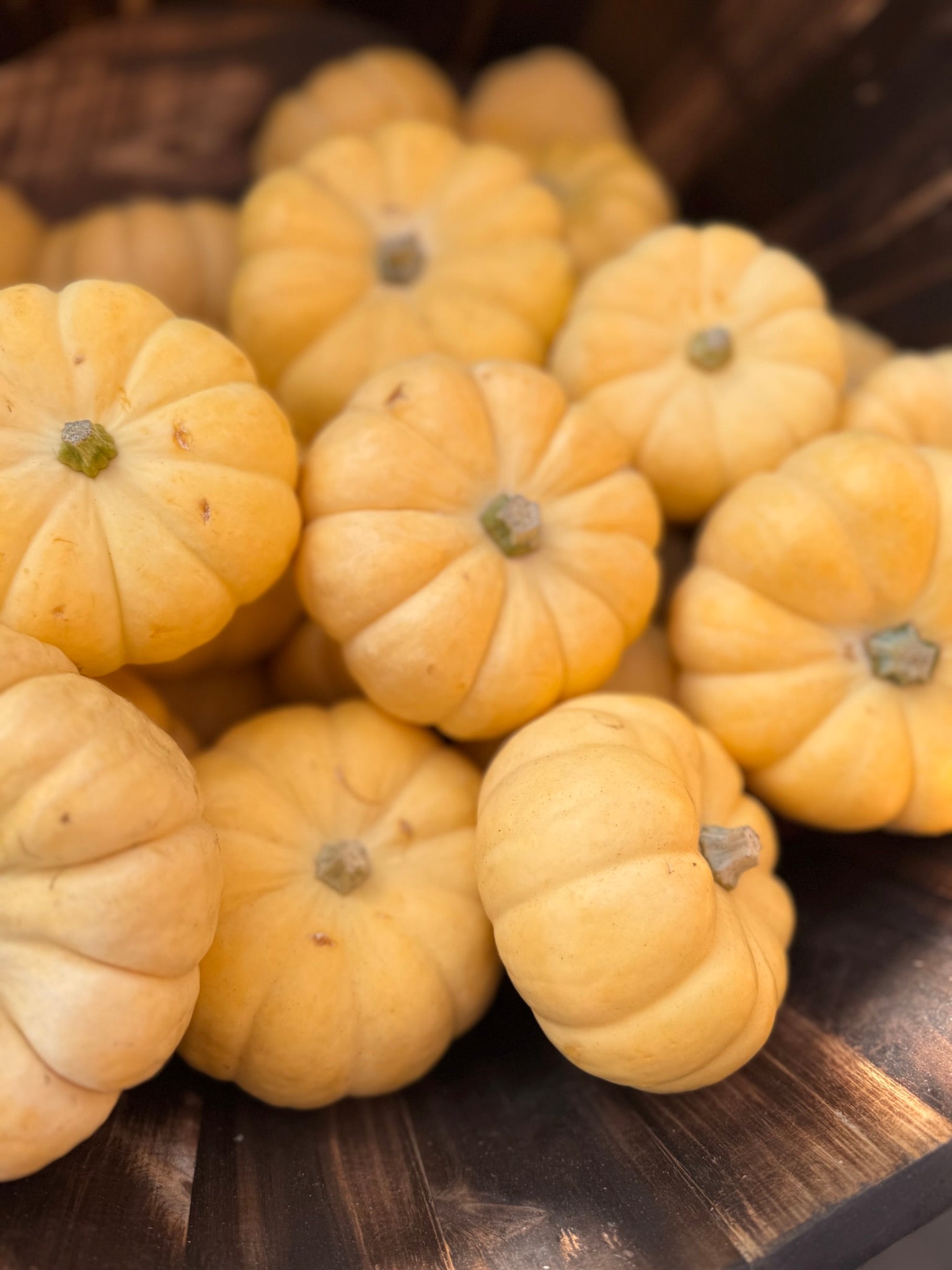 Yellow Mini Pumpkins – Armstrong Garden Centers