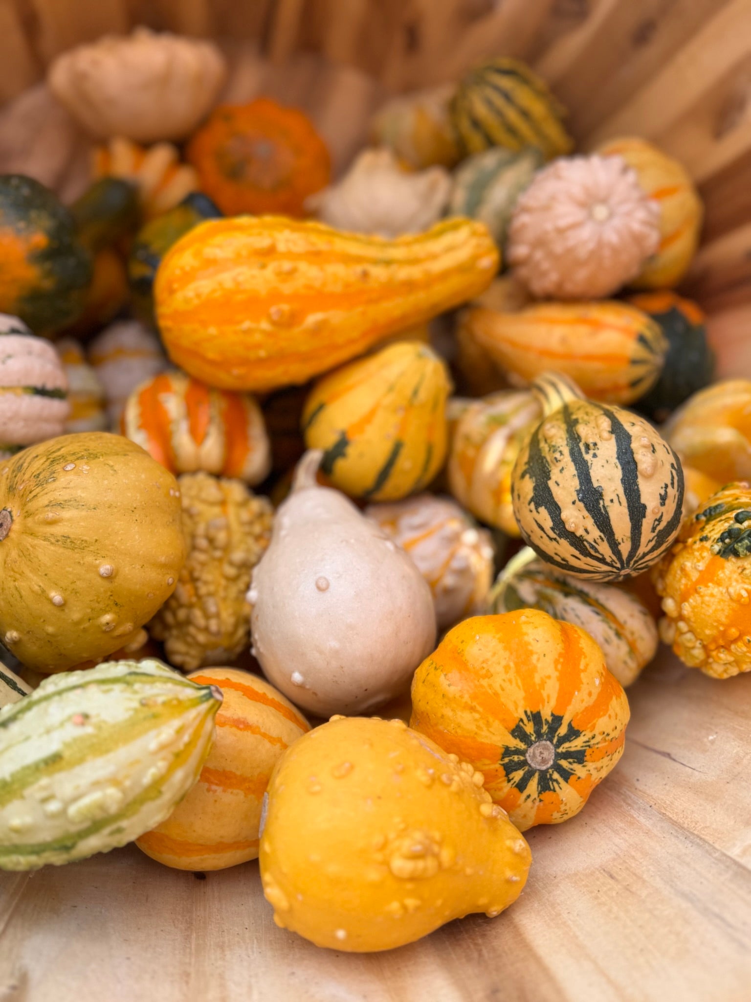 Ornamental Gourd Assorted – Armstrong Garden Centers