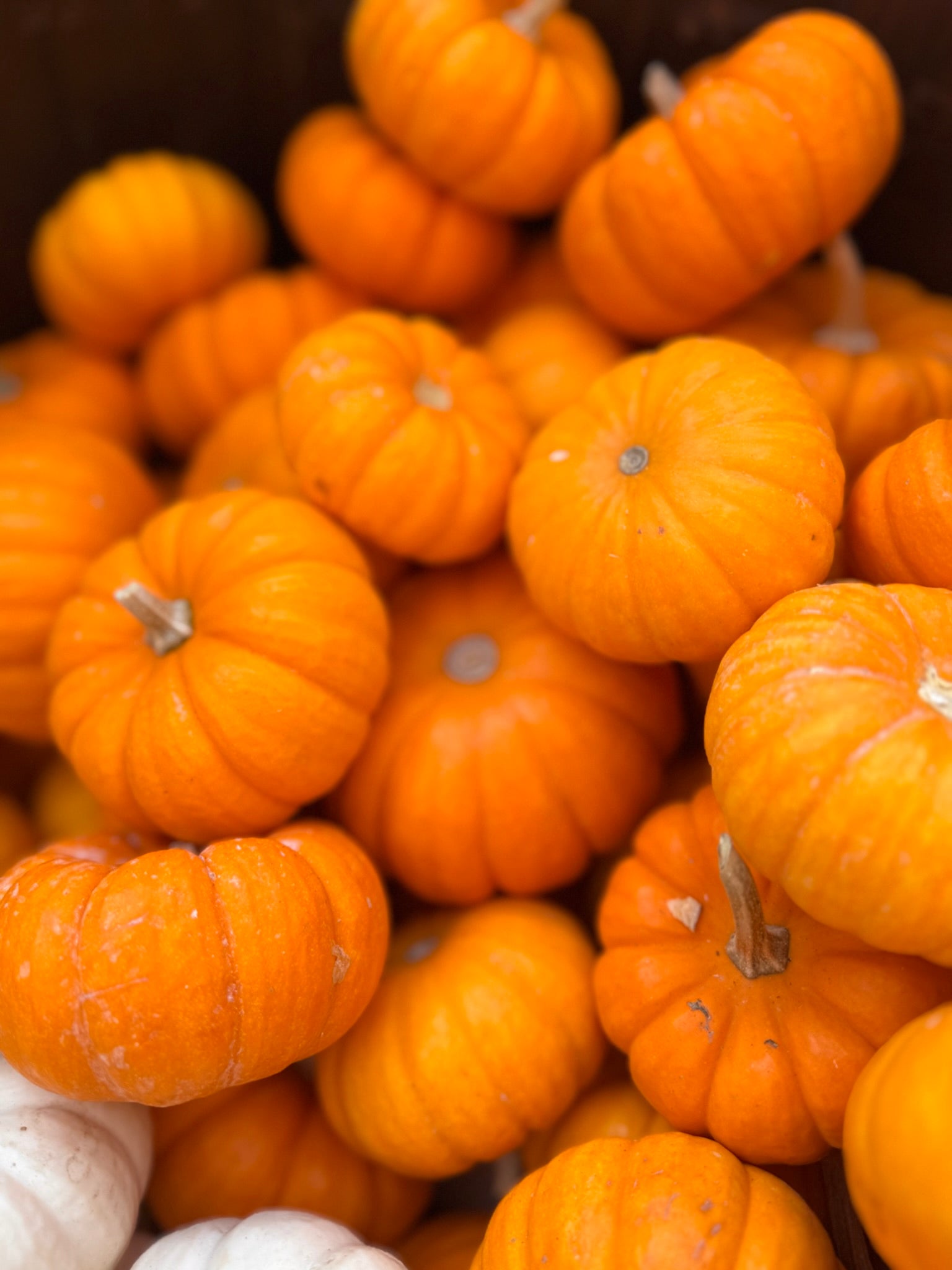 Orange Mini Pumpkin – Armstrong Garden Centers