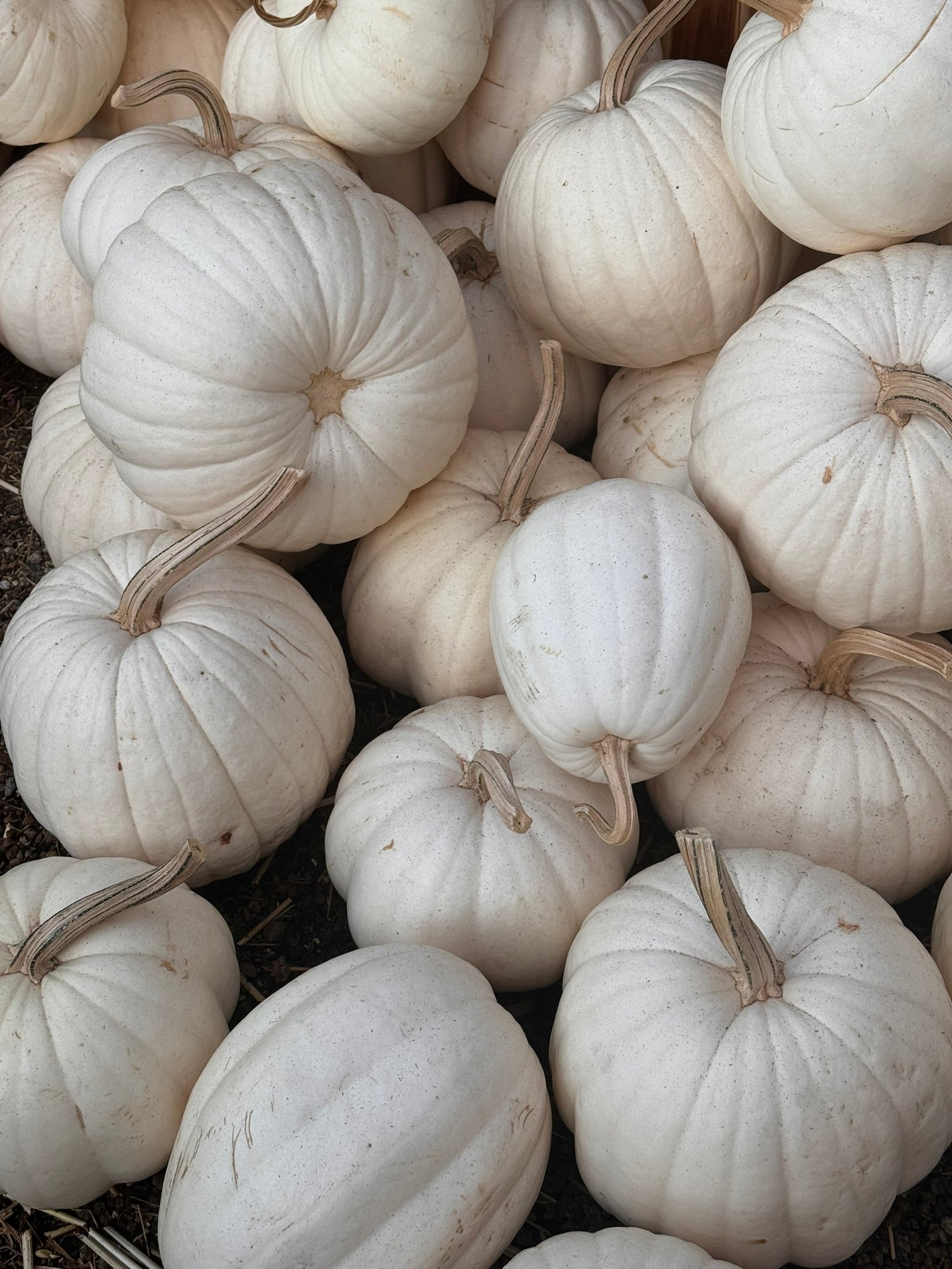 White Pie Pumpkin – Armstrong Garden Centers