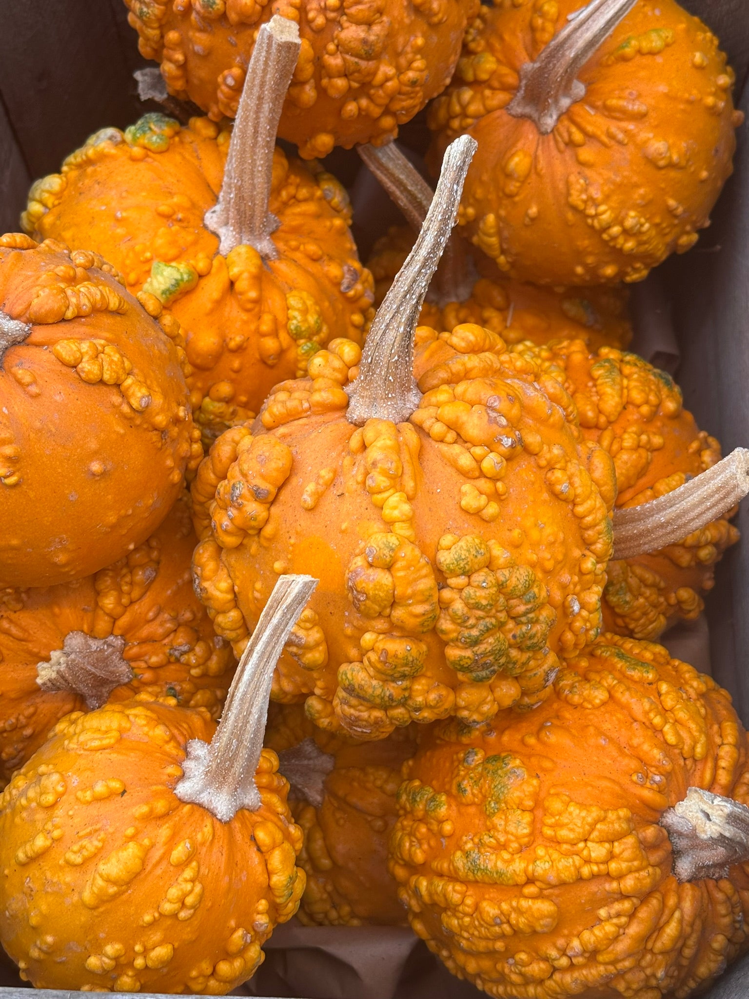 Orange Round Warty Minion Pumpkin – Armstrong Garden Centers