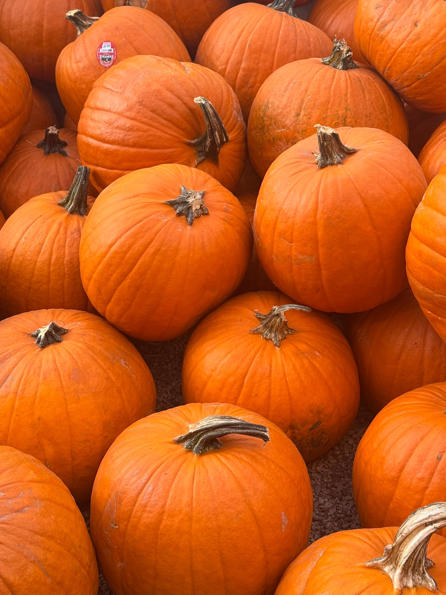 Orange Carving Jackpot Pumpkin – Armstrong Garden Centers