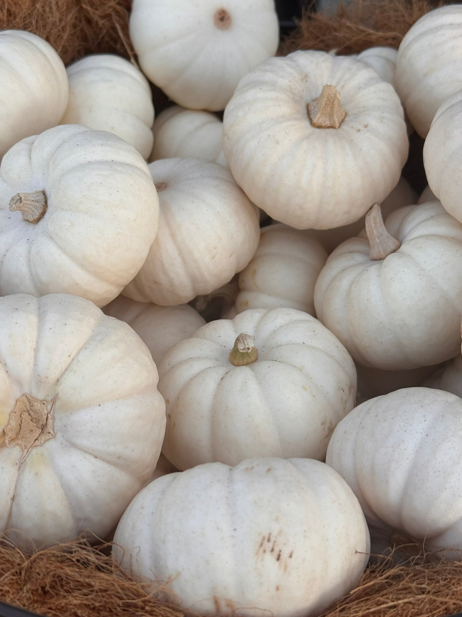 White Casperita Mini Pumpkin – Armstrong Garden Centers