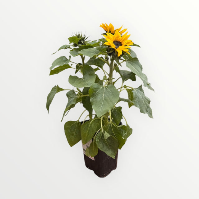 Sunflower Solsation Yellow – Armstrong Garden Centers