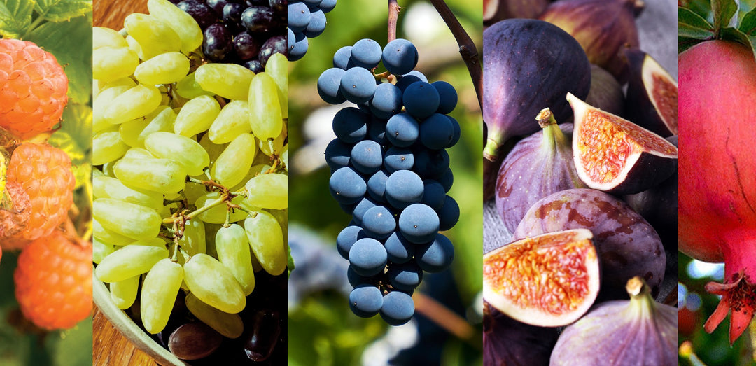 Armstrong Garden Centers