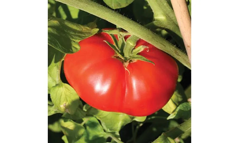 Beefmaster Tomato – Armstrong Garden Centers