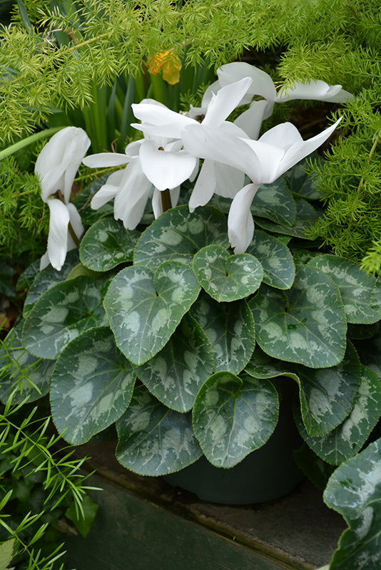 Cyclamen Halios Pure White – Armstrong Garden Centers