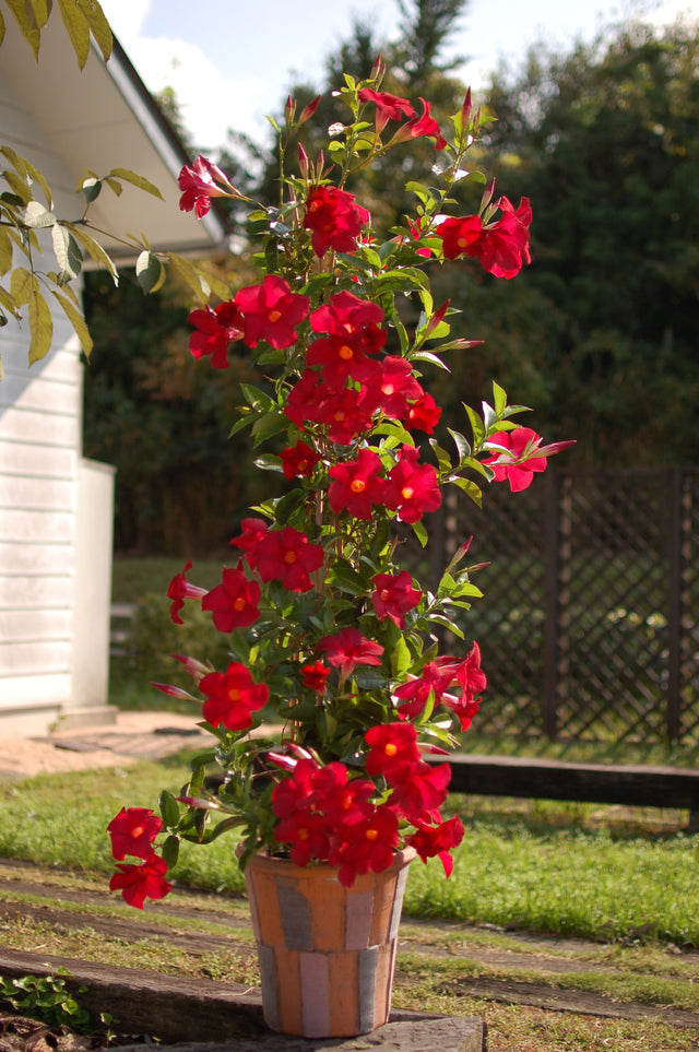 Sundenia® Red Mandevilla – Armstrong Garden Centers
