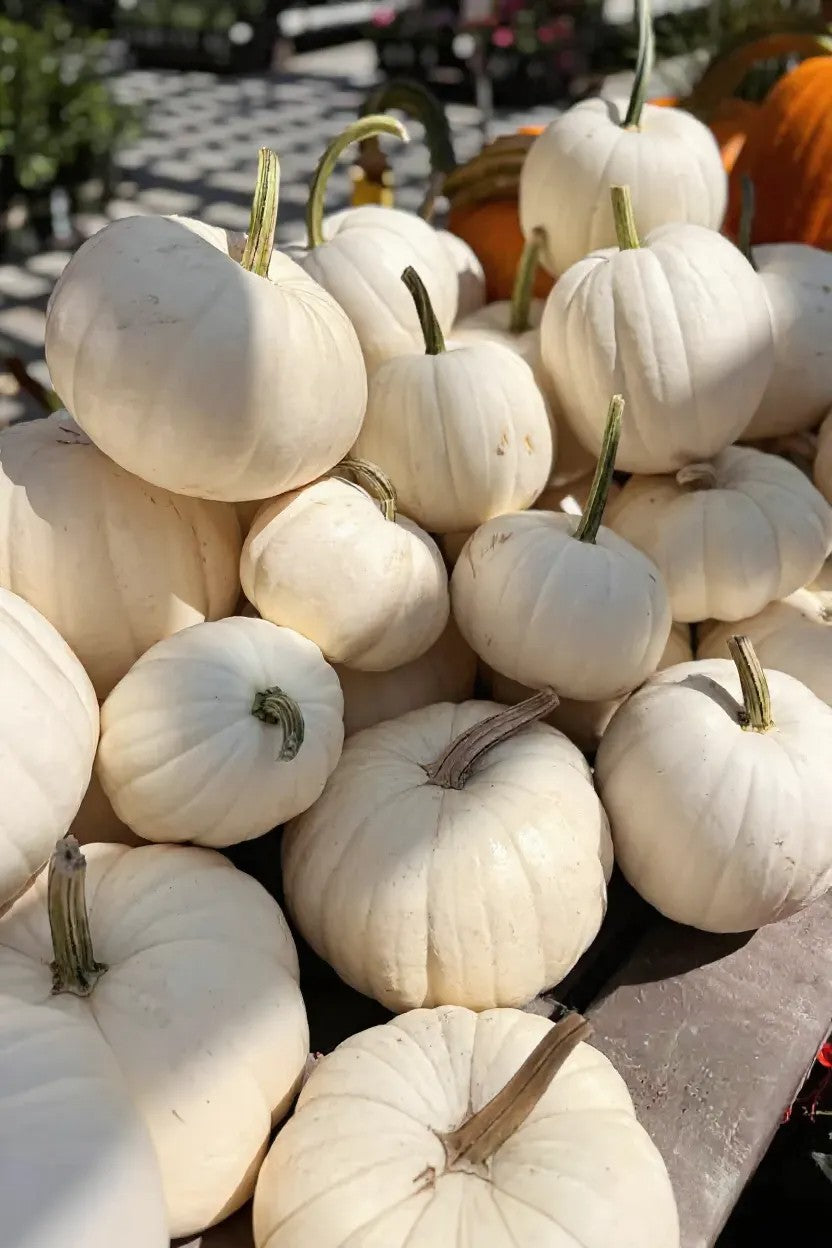 White Blanco Carving Pumpkin – Armstrong Garden Centers