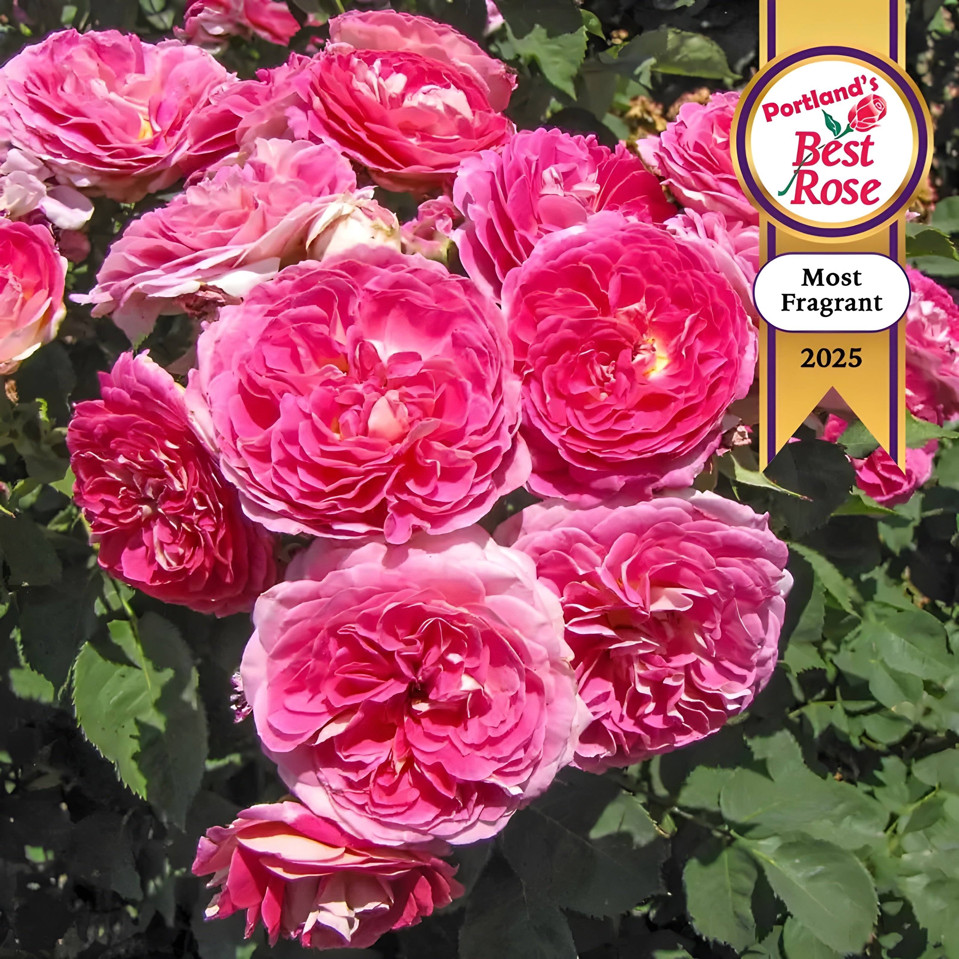 Fashion Forward Rose – Armstrong Garden Centers