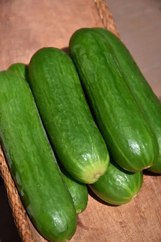 Cucumber Muncher Persian – Armstrong Garden Centers