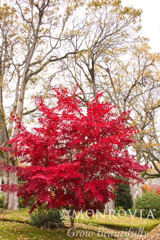 Bloodgood Japanese Maple - Monrovia – Armstrong Garden Centers