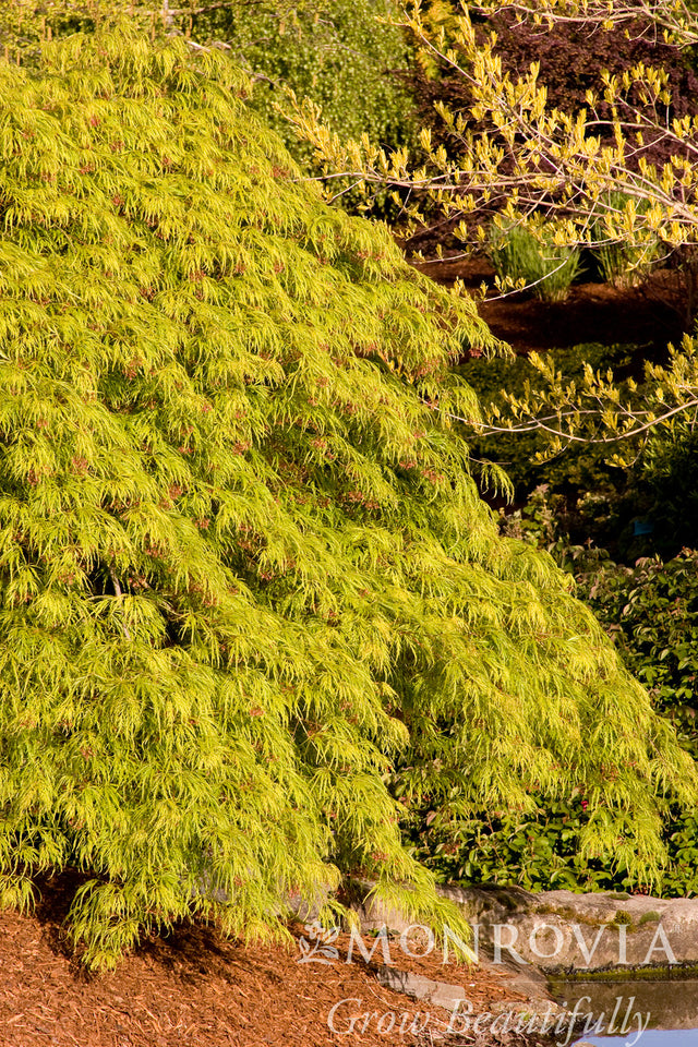 Waterfall Japanese Maple - Monrovia – Armstrong Garden Centers