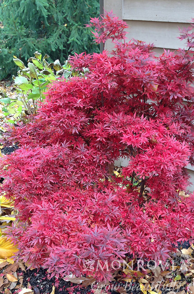 Shaina Japanese Maple - Monrovia – Armstrong Garden Centers