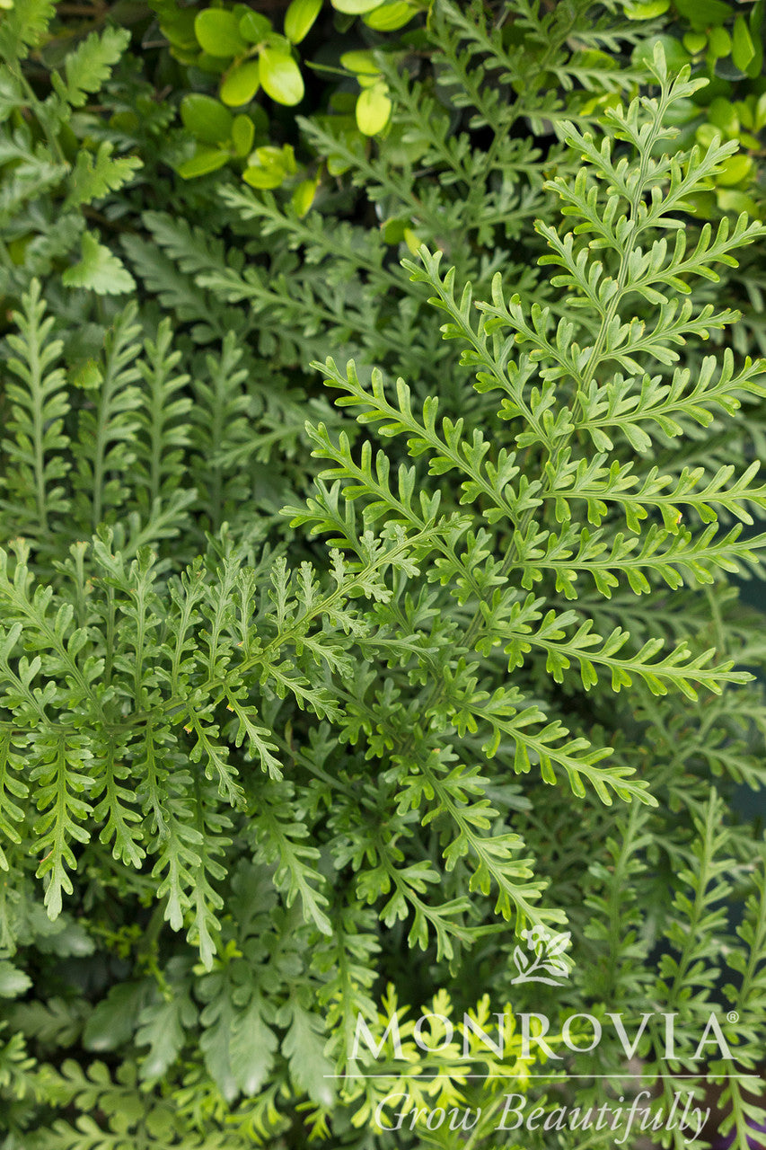 Austral Gem Bird's Nest Fern - Monrovia – Armstrong Garden Centers