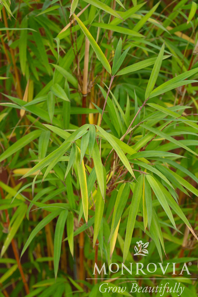 Golden Goddess Bamboo - Monrovia – Armstrong Garden Centers