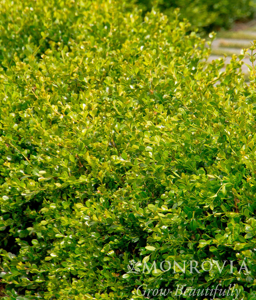 Winter Gem Boxwood - Monrovia – Armstrong Garden Centers