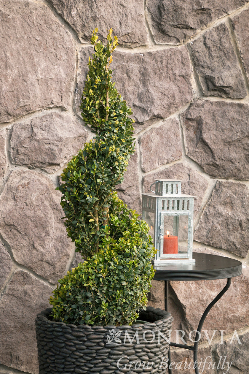 Green Tower® Boxwood - Monrovia – Armstrong Garden Centers