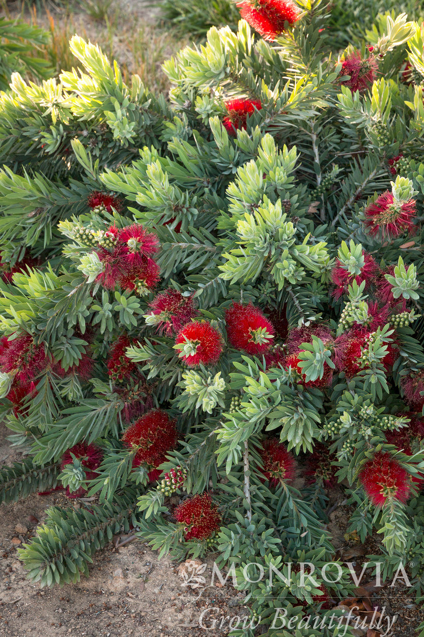 Little John Dwarf Bottlebrush - Monrovia – Armstrong Garden Centers