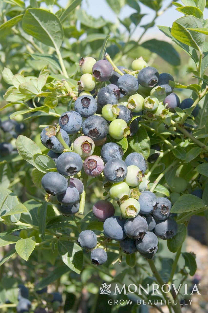 O'Neal Early Season Blueberry - Monrovia – Armstrong Garden Centers