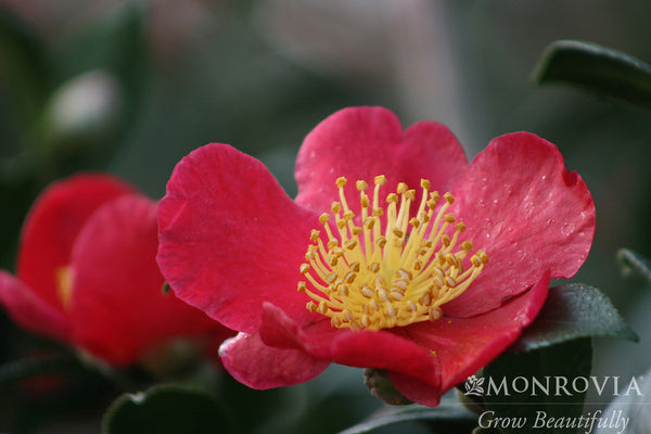 yuletide camellia problems