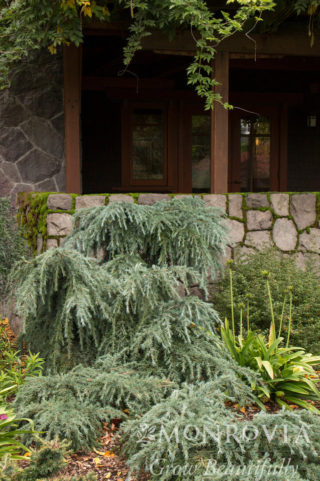 Feelin' Blue Deodar Cedar - Monrovia – Armstrong Garden Centers