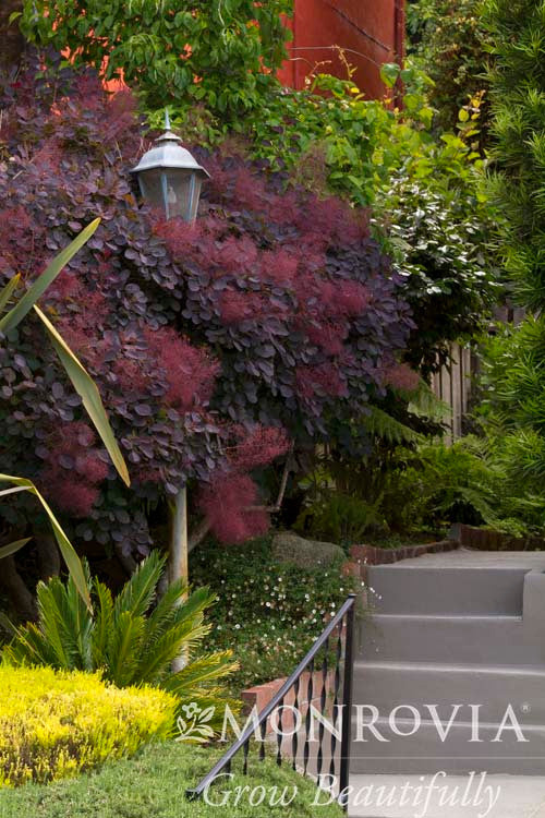 Royal Purple Smoke Tree - Monrovia – Armstrong Garden Centers