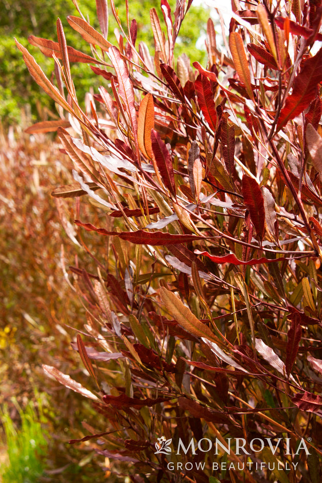 Purple Hopseed Bush - Monrovia – Armstrong Garden Centers