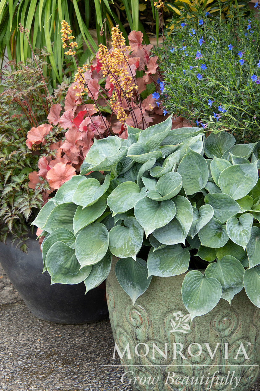 Hadspen Blue Hosta - Monrovia – Armstrong Garden Centers
