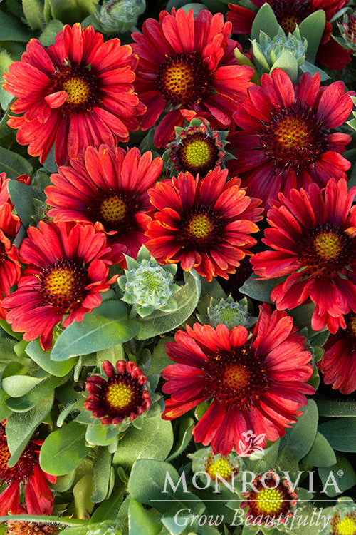 Barbican Red Blanket Flower - Monrovia – Armstrong Garden Centers