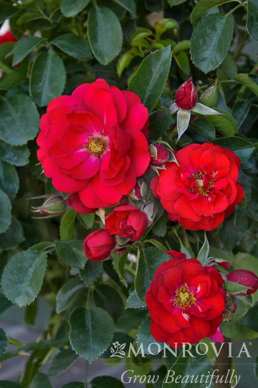 Flower Carpet® Scarlet Rose - Monrovia – Armstrong Garden Centers