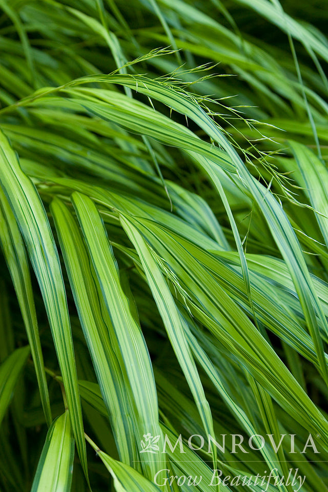 Golden Japanese Forest Grass - Monrovia – Armstrong Garden Centers