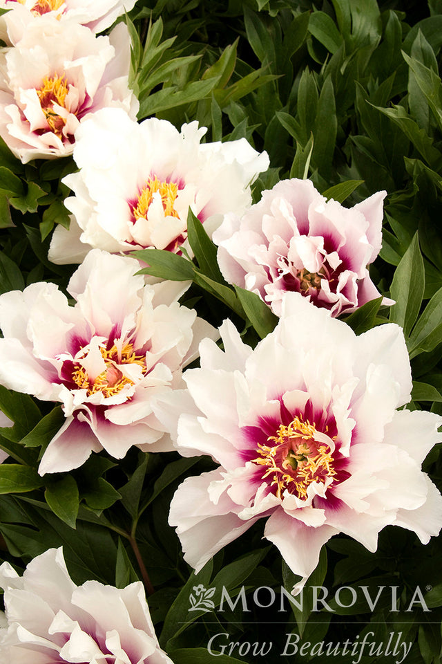 Cora Louise Itoh Peony - Monrovia – Armstrong Garden Centers