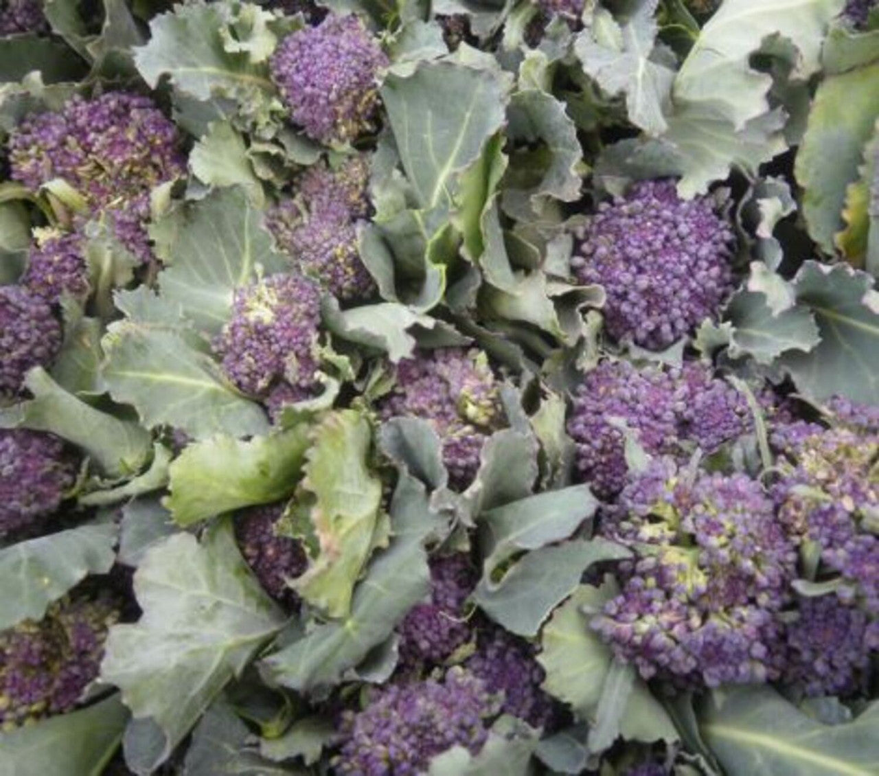 Purple Sprouting Broccoli – Armstrong Garden Centers