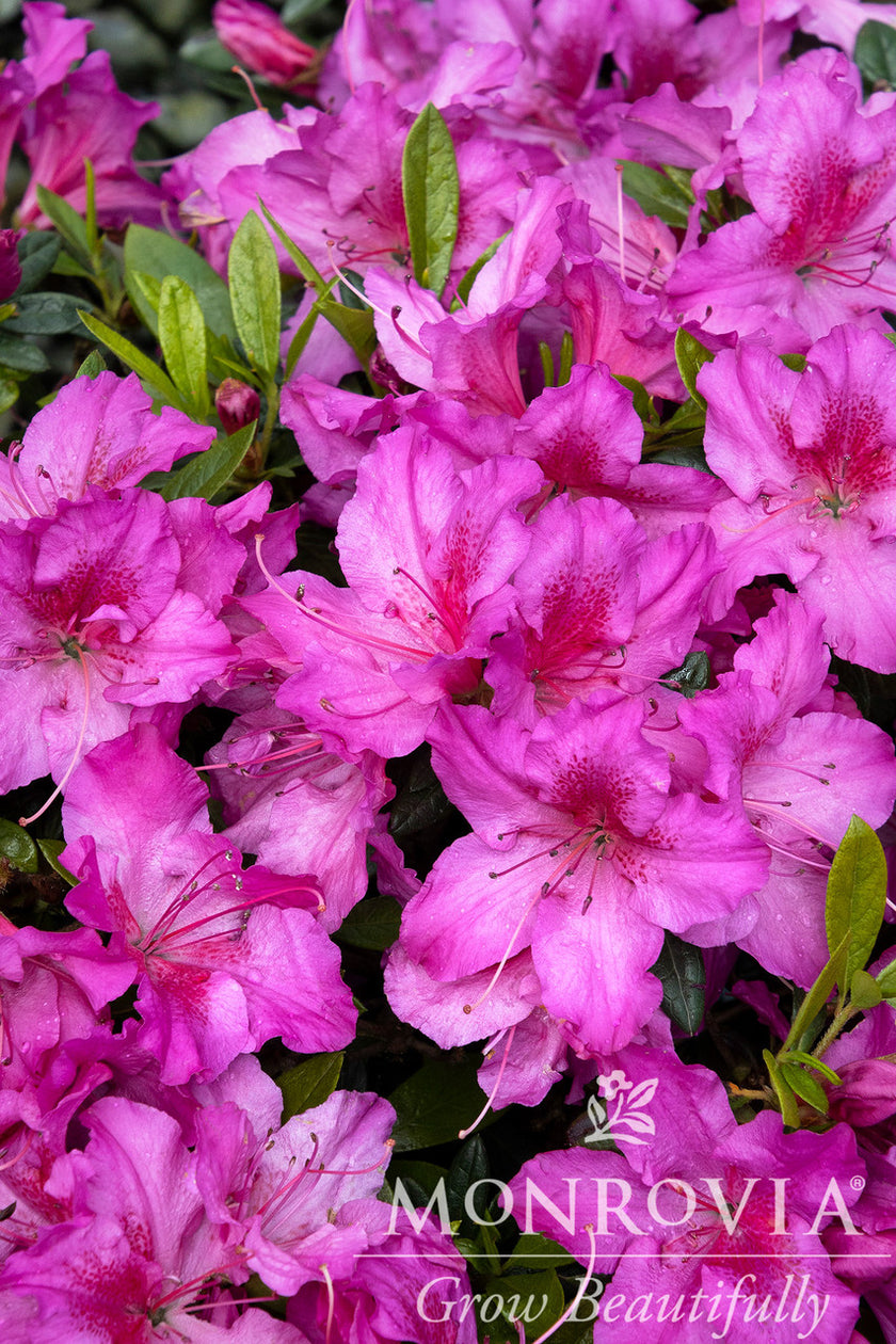 Double Shot® Grape Azalea - Monrovia – Armstrong Garden Centers